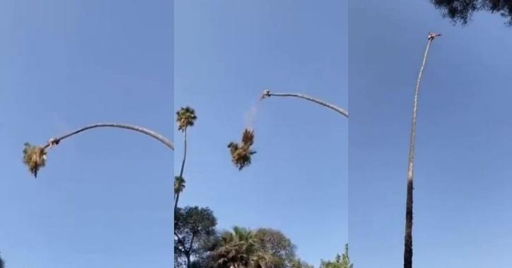 Man Cuts Tree While Sitting On It
