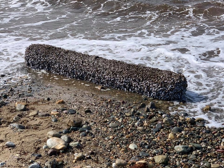 Bizarre Sea Creatures Found On Beach By Family