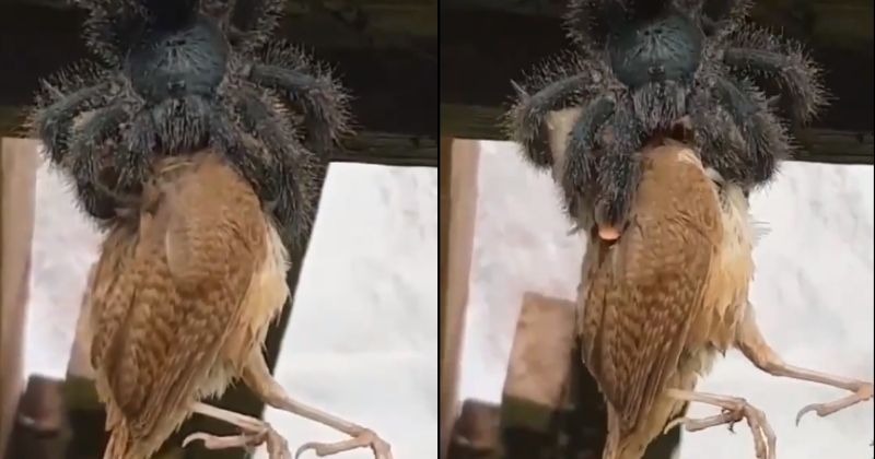Video Of A Spider Munching On A Bird