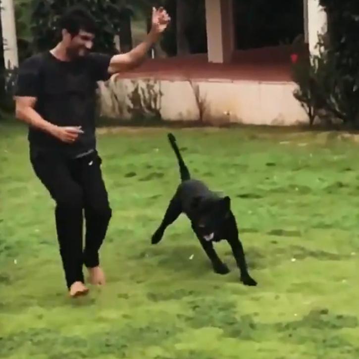 Sushant Singh Rajput's Dogs Amar, Akbar, Anthony Are Up For Adoption At ...