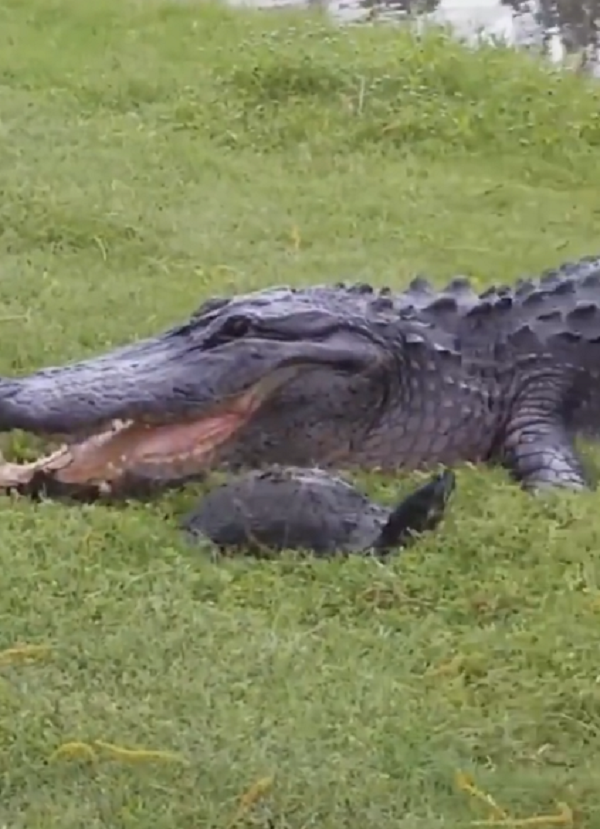 Video Alligator Tries To Eat Turtle