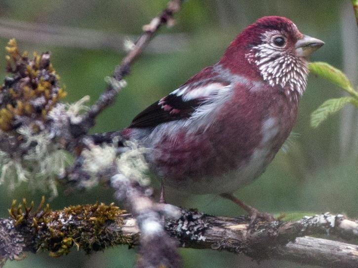 This Finch Discovered From Arunachal Is The 1,340th Bird Species In ...