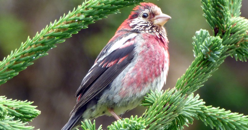 This Finch Discovered From Arunachal Is The 1,340th Bird Species In ...
