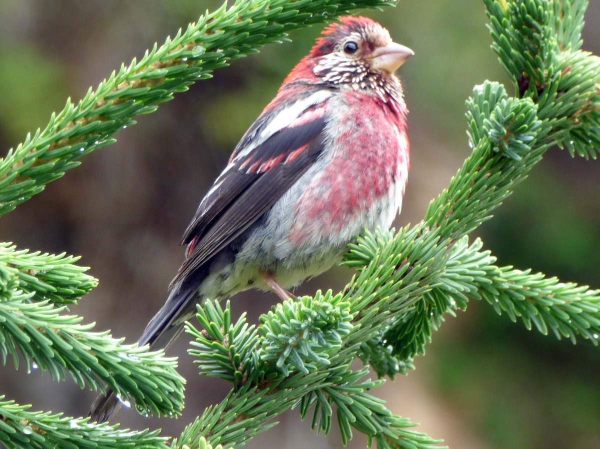 Finch