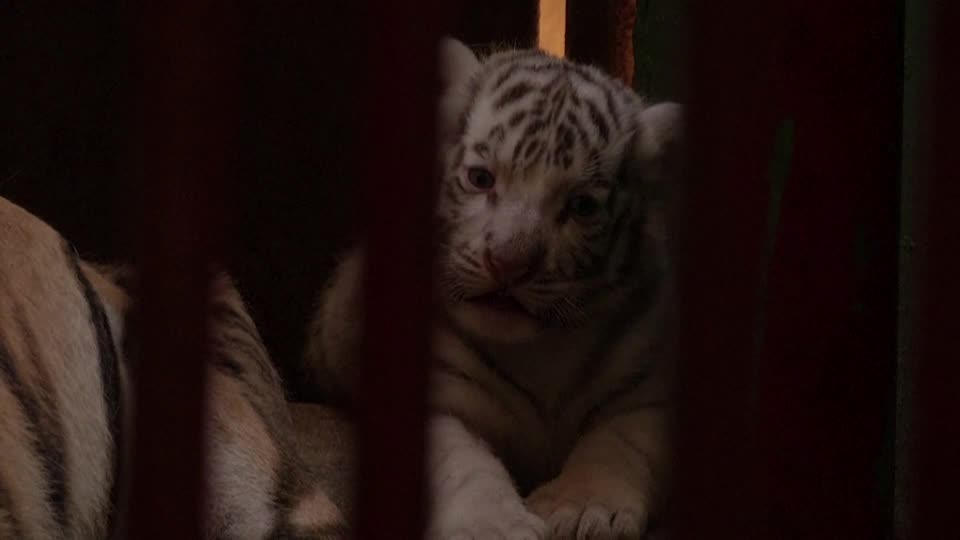 Havana Zoo Welcomes Rare White Tiger And Four Bengal Cubs After 20 ...