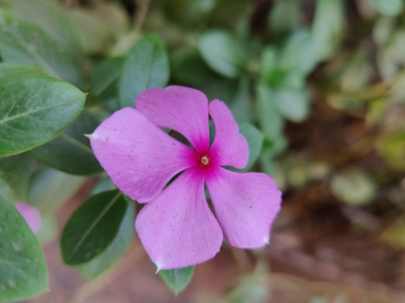 OnePlus 9 Pro Camera Photography With Hasselblad Optics