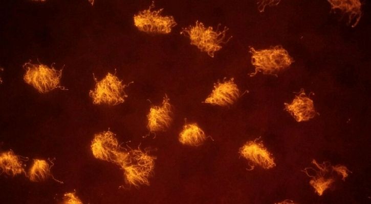 Scientists Create 'Living' Robots That Think And Have Memories With ...