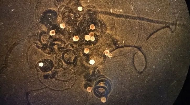 Scientists Create 'Living' Robots That Think And Have Memories With ...