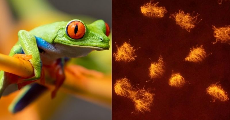 Scientists Create 'Living' Robots That Think And Have Memories With Frog Cells