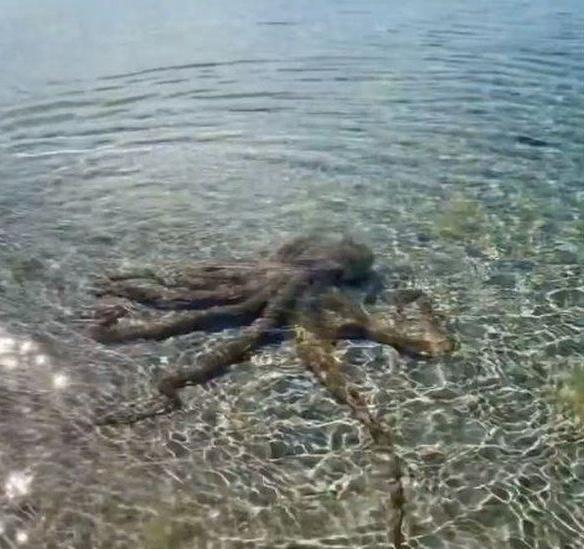Angry Octopus Beats Man In Australia