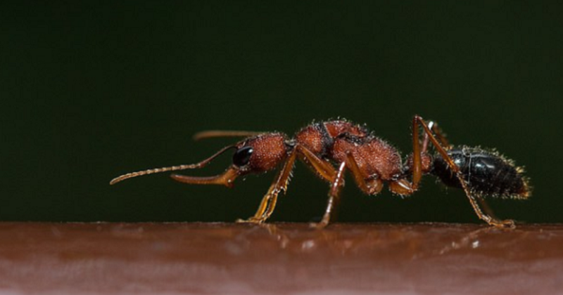 The Indian Jumping Ants