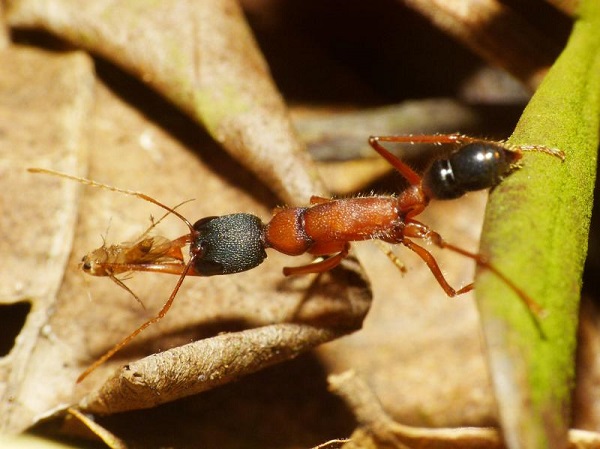 The Indian Jumping Ants