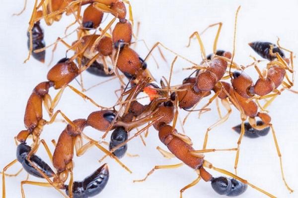 The Indian Jumping Ants