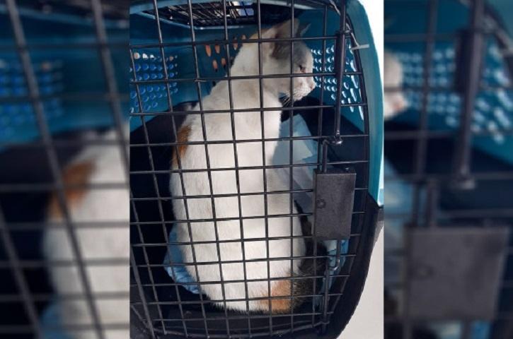 Cat Caught By Prison Authorities, Was Trying To Smuggle Drugs Into Jail