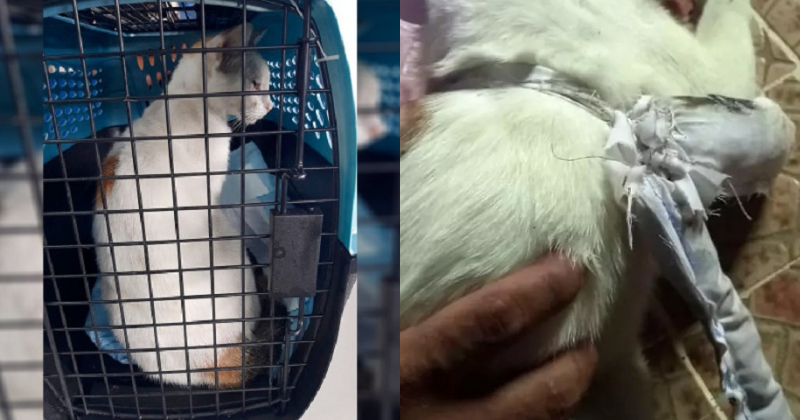 Cat Caught By Prison Authorities, Was Trying To Smuggle Drugs Into Jail