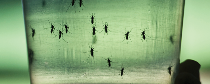 Researchers Using Mutant Mosquitoes To End Malaria, Which Kills 4 Lakh ...