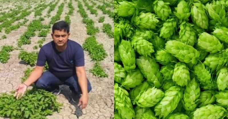 'Hop Shoots': Bihar Farmer Grows A Vegetable That Costs Rs 85,000 A Kg ...