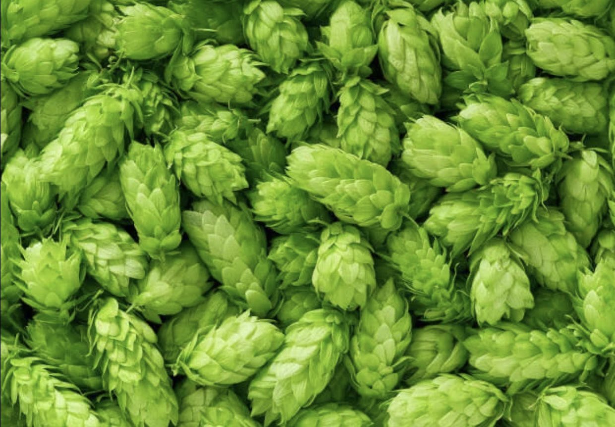 'Hop Shoots': Bihar Farmer Grows A Vegetable That Costs Rs 85,000 A Kg ...