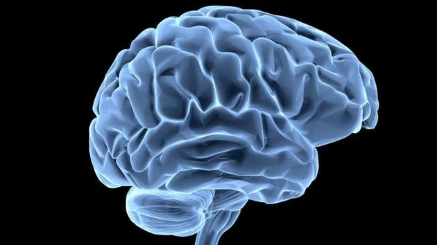 Scientists May Have Found Obesity Cure By Turning Off Brain’s ‘Hunger ...