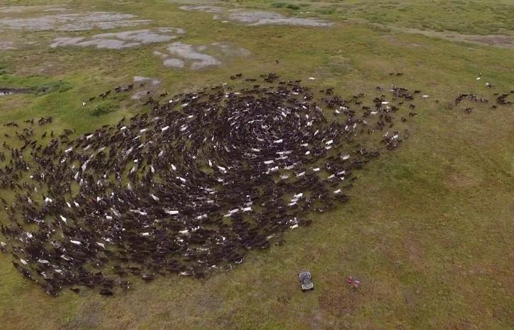 Reindeer Cyclone: A Circle Dance To Protect Themselves From Threat