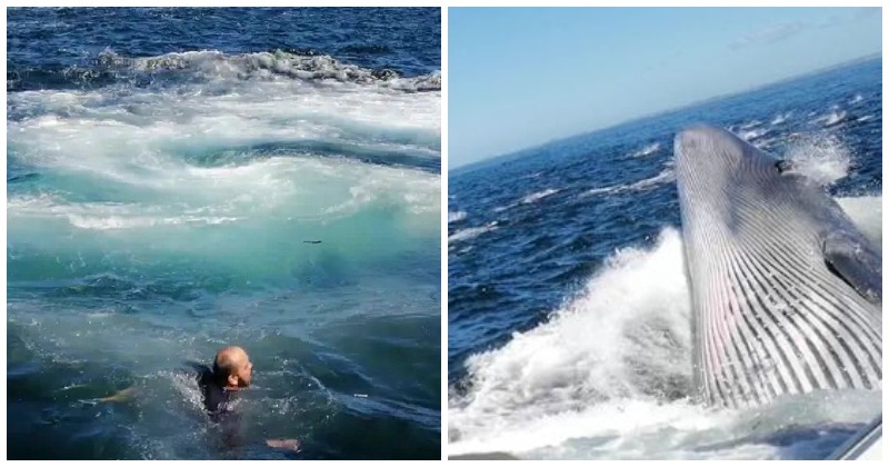 Watch: Man Knocked Overboard Almost Gets Swallowed Whole By Giant Whale