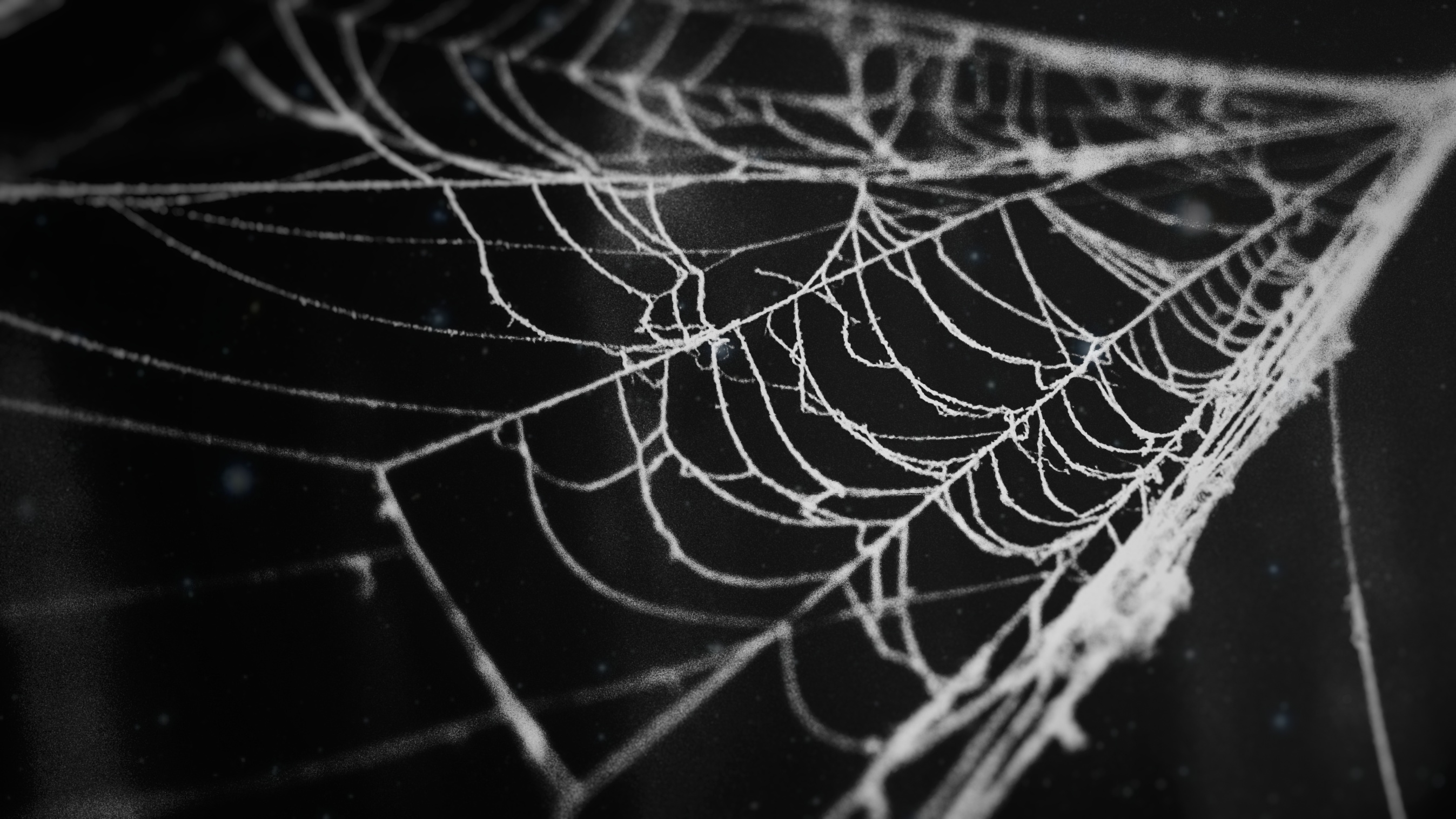 Scientists Create Music From Spider Webs, And Learn Spider Speech