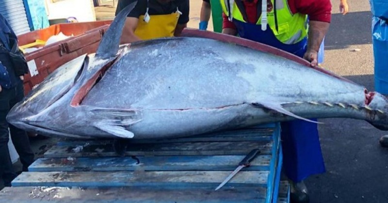 Record-Breaking Tuna Fish Weighing 271 Kg Caught In Australia