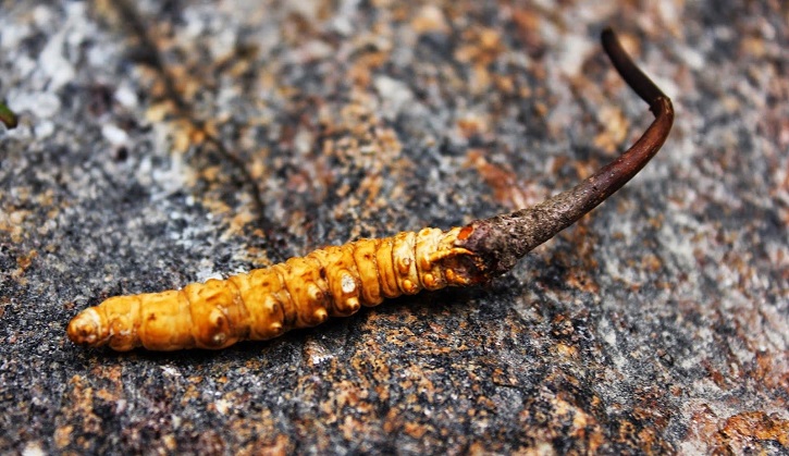 World's Most Expensive Mushrooms