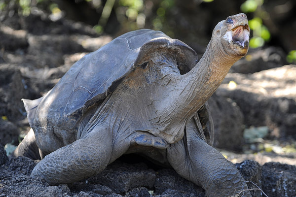 First Hunting And Killing A Bird Leaves Scientists Shellshocked
