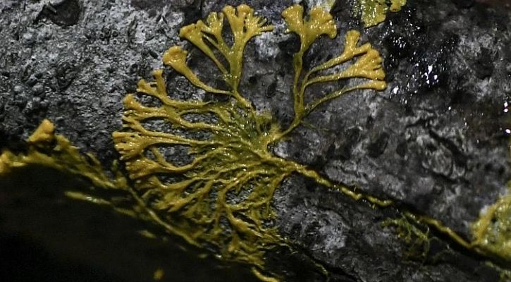 Brainless Blob: Scientists Send Slimy Mould Into Space To Understand ...