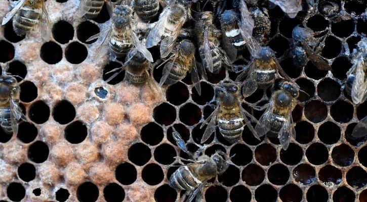 Bee Populations Are Dying: Humans And Science Need To Act Fast To Save Bees
