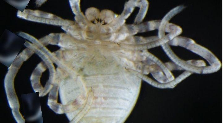Scientists Mutate Critter To Create Ghastly Spider-Like Creature With ...