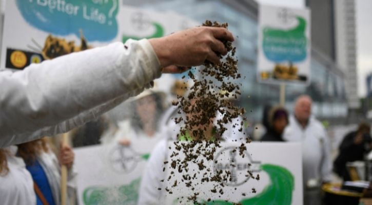 Bee Populations Are Dying: Humans And Science Need To Act Fast To Save Bees