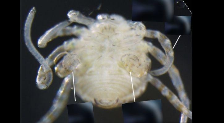Scientists Mutate Critter To Create Ghastly Spider-Like Creature With ...
