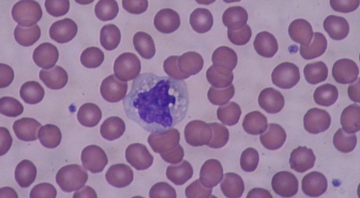 How White Blood Cells Chase And Destroy Harmful Bacteria In Our Body