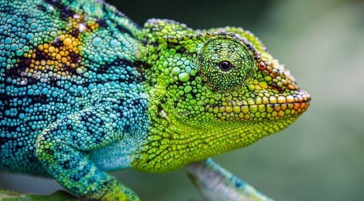 This Chameleon Inspired Robot Changes Colours In Real-Time
