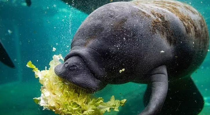 Over 900 Manatees Starved To Death From Algae Blooms That Kill Their Food