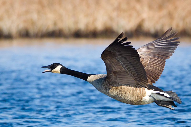 Photo Of Goose Flying Upside Down Goes Viral