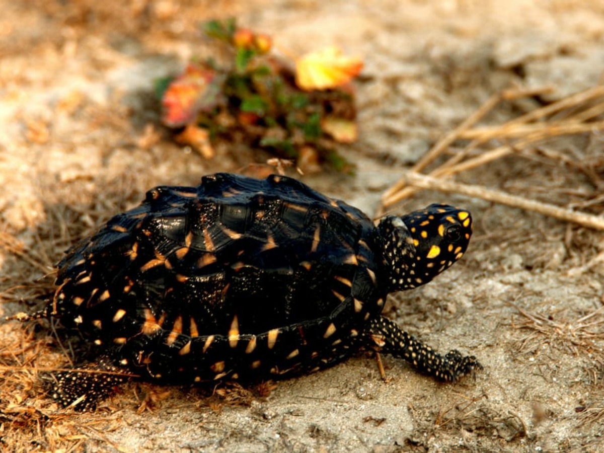 63 Rare Turtles Rescued From Pune Returned To Their Natural Habitant In ...