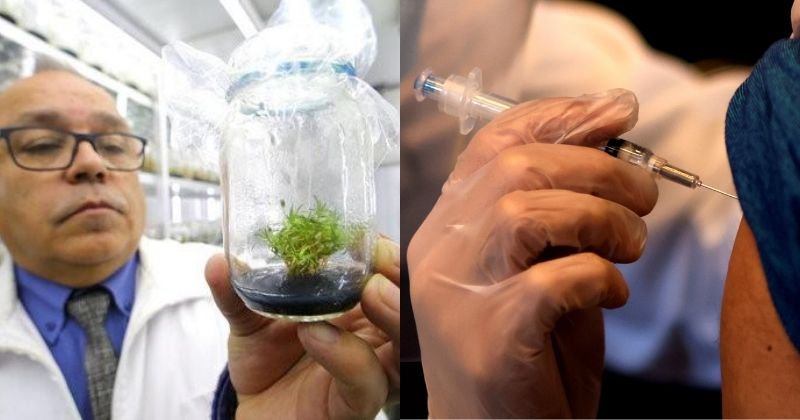 Scientists Develop Plant-Based Vaccines That Are Cheaper & Can Be ...