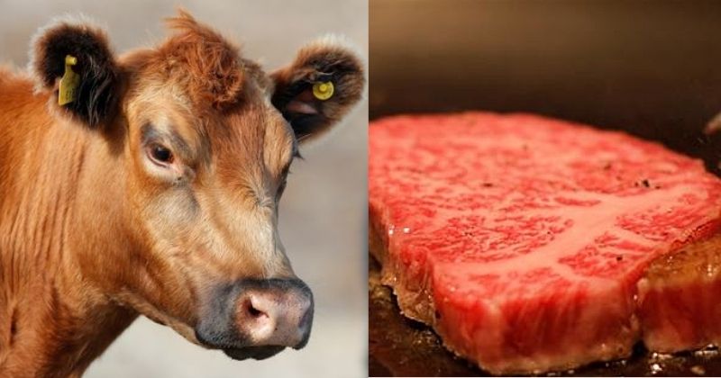 Scientists 3D Print World's Most Expensive Lab Beef Without Killing A Cow