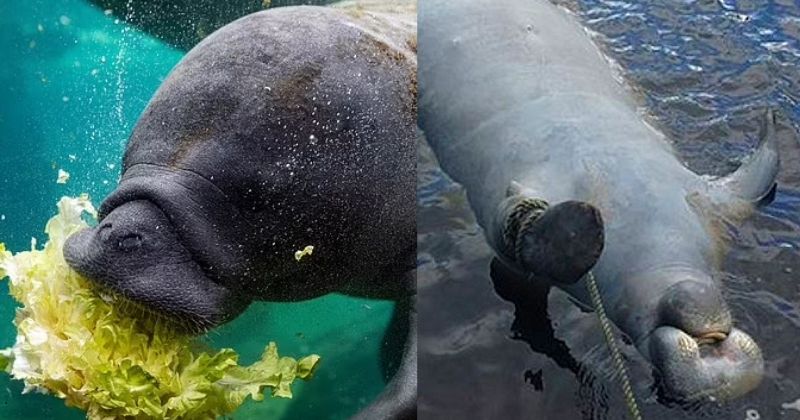 Over 900 Manatees Starved To Death From Algae Blooms That Kill Their Food