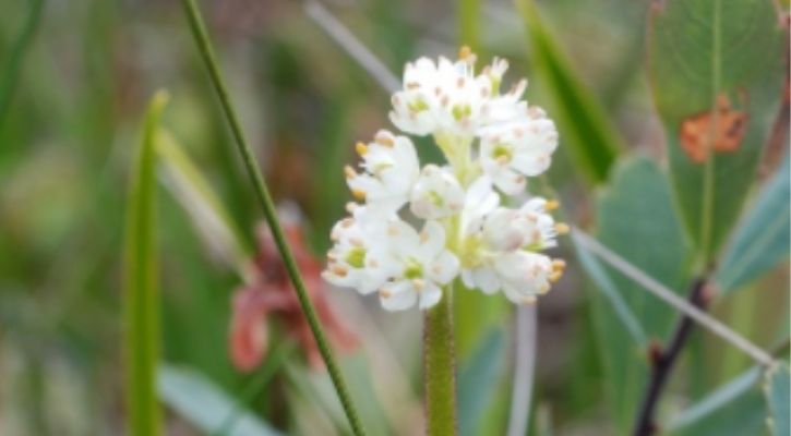 'False Asphodel': Scientists Discover New Type Of Meat-Eating Flower In ...