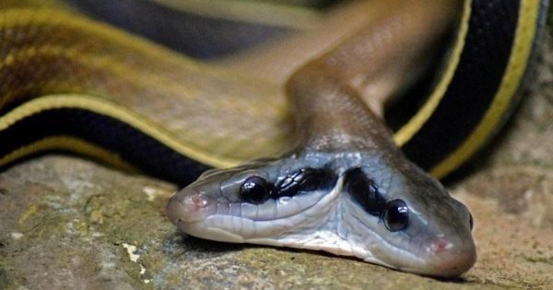 आज तक ऐसा कभी नहीं देखा! देहरादून में दिखाई दिया दो सिर वाला दुर्लभ ...