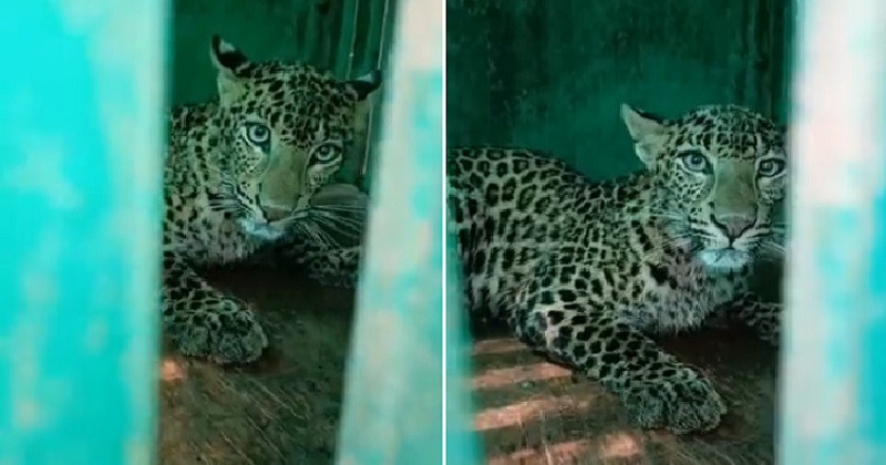 Leopard And Dog Rescued From Well
