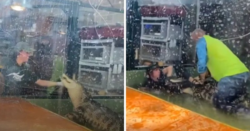 Zoo Visitor Jumps Into Alligator Enclosure To Save Handler After ...
