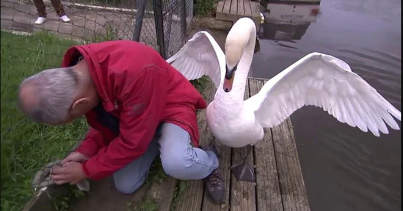 Man Gets Attacked By Mother Swan While Trying To Rescue Her Baby