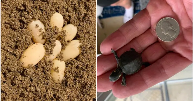 Man Performs C-Section On Turtle To Save Her Eggs