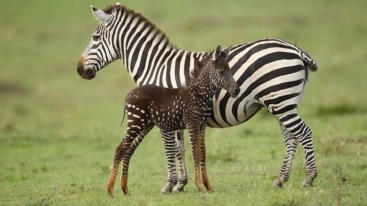 Meet Tira, The Rare Kenyan Zebra Who Has Spots Instead Of Stripes!