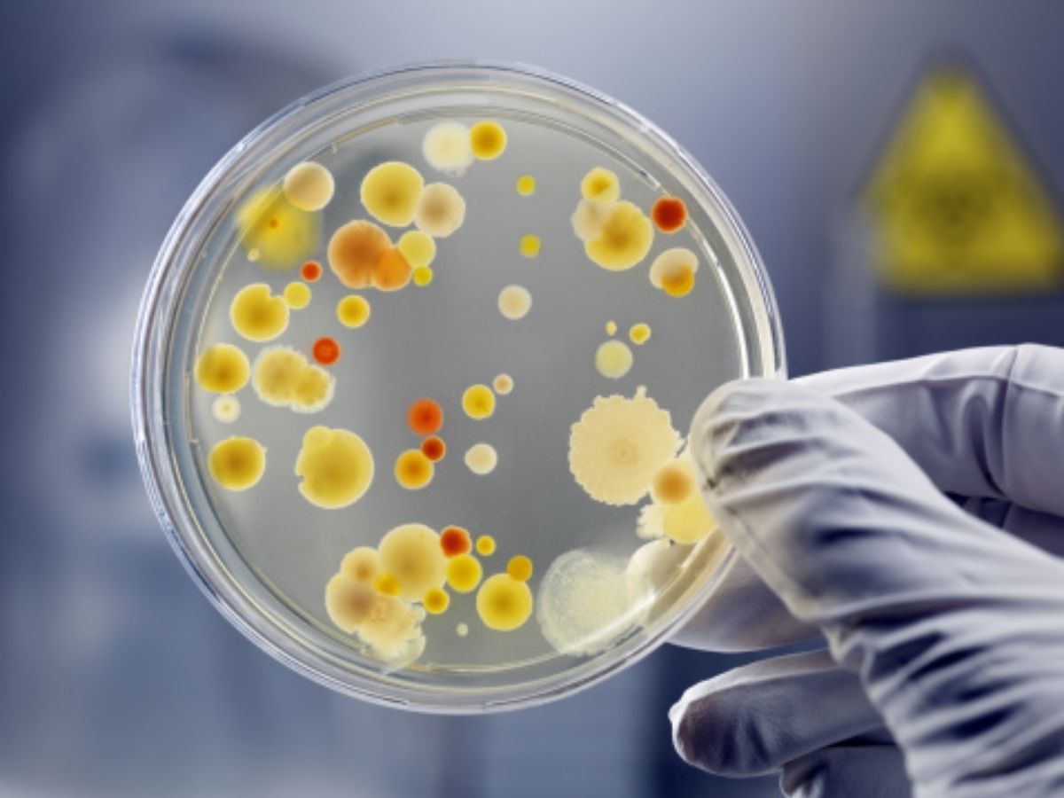 Indian Scientists Create New Antimicrobial Agents To Kill 'Super ...